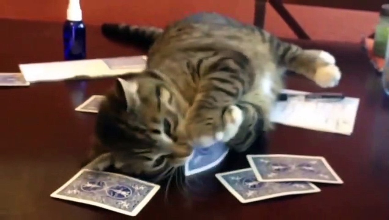 Cats Attack Compilation! Epic Funny Cat Video - Vidéo Dailymotion