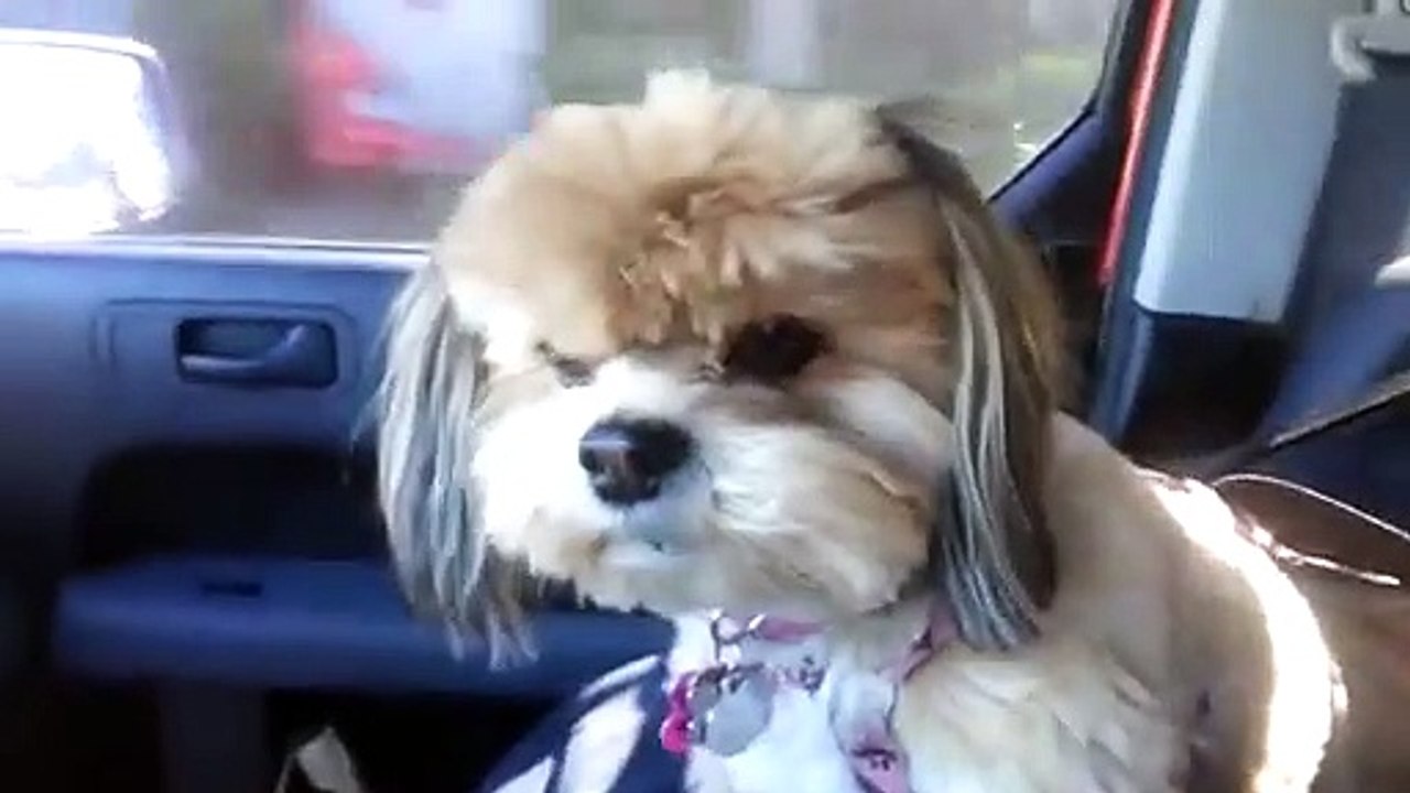 Funny Videos Dog Vines Best Compilation 2015 funny dog vines - Vidéo ...