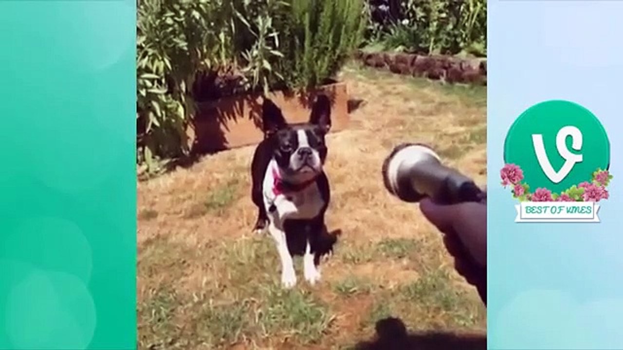 Best Funny Dog Vines 2015 PART 2 (6) - Vidéo Dailymotion