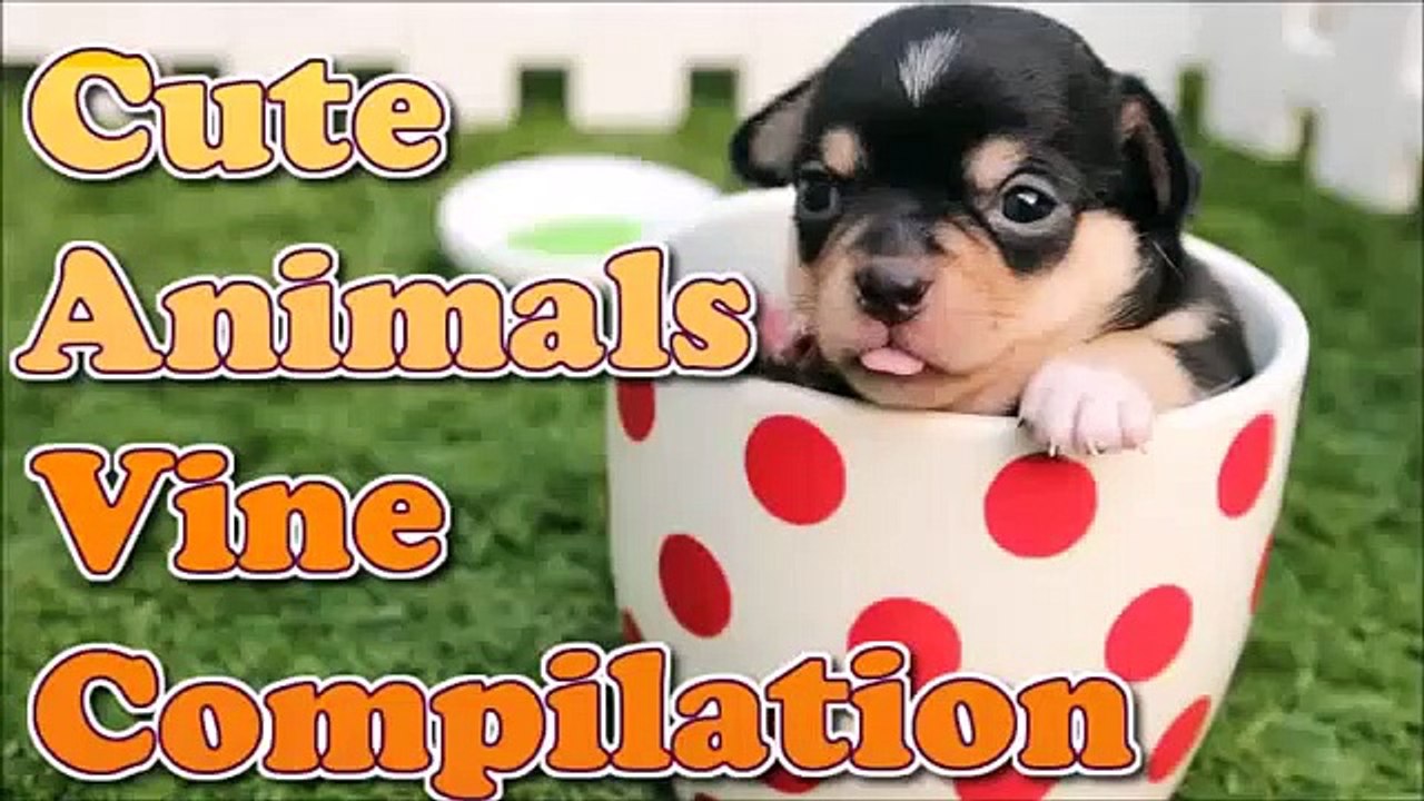 Cute and Funny Animals Vine Compilation March 2015 - Vidéo Dailymotion