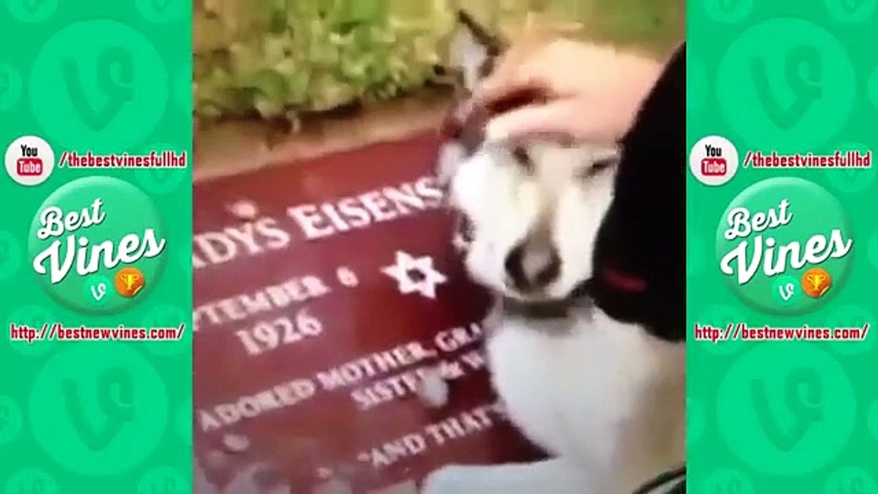 Best Funny Dog Vines 2015 PART 2 (3) - Vidéo Dailymotion