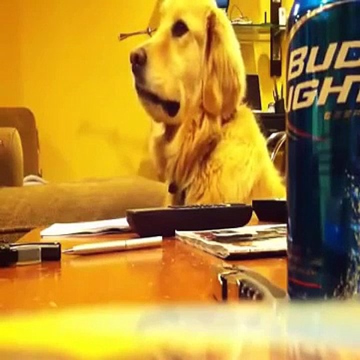 Funniest Dog Vines Compilation--The Best Funny Dogs - Vidéo Dailymotion