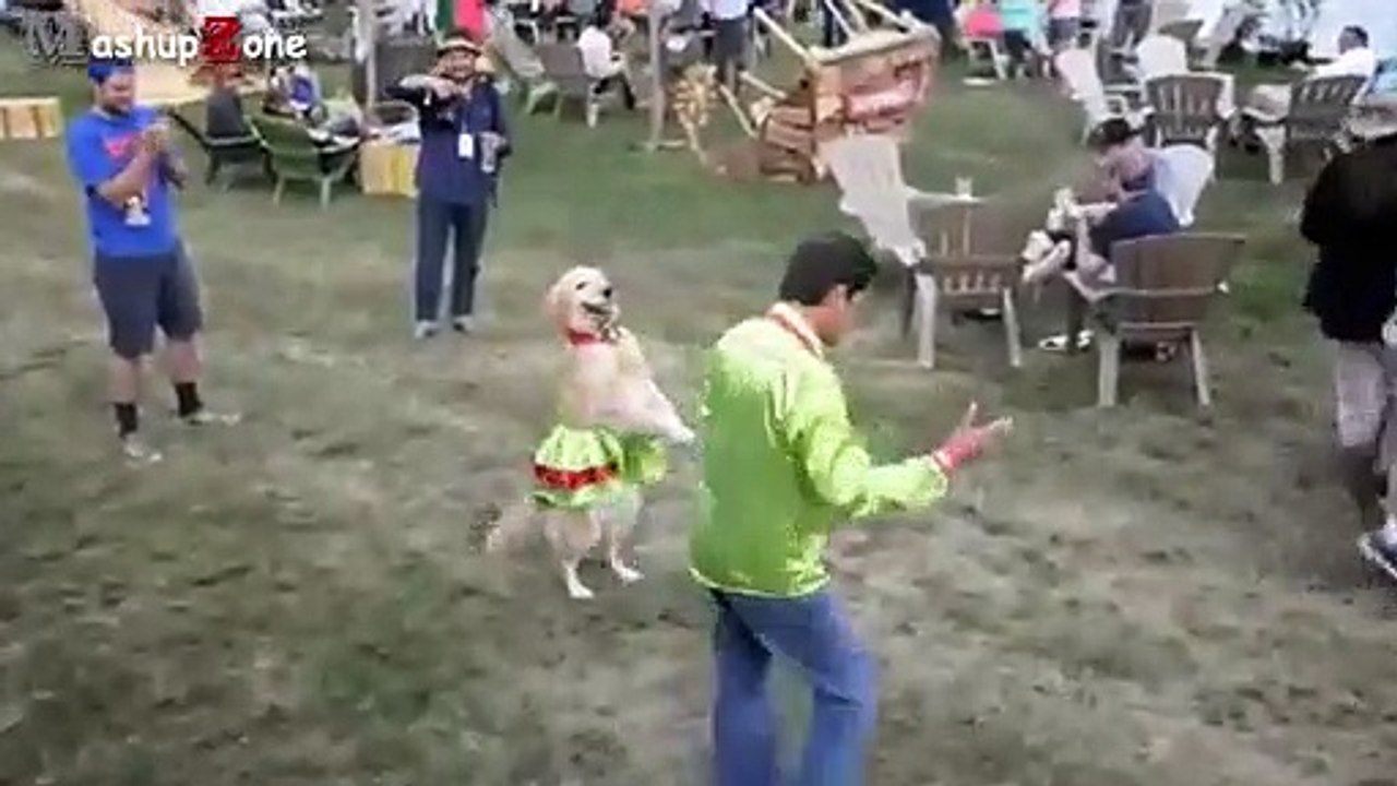 Funny Animals Behaving Like Humans Videos Compilation 2015 - Vidéo ...