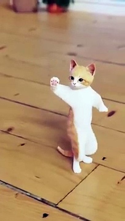 Funny Cat Dance --------(240P) - video Dailymotion