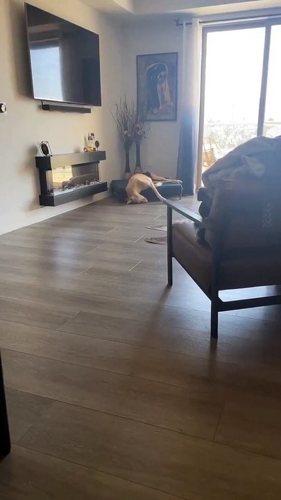 The Silly Faces Of A Doberman - video Dailymotion