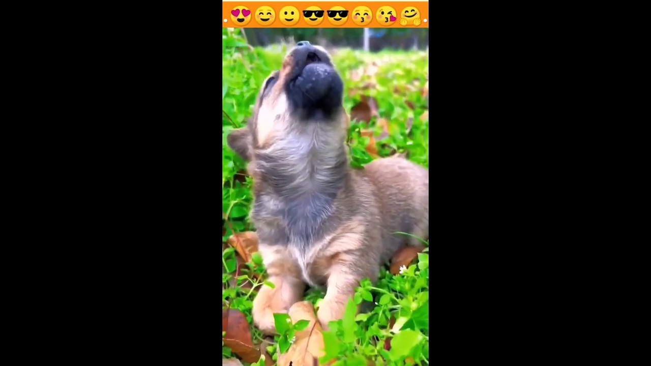 Cute puppy crying | funny puppy - video Dailymotion