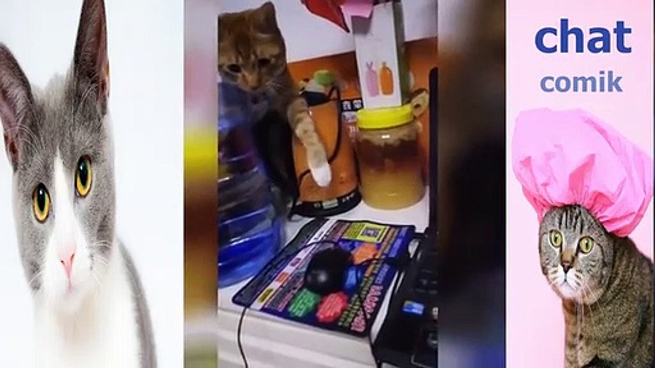 compilation de vidéo ce chat très drôle et amusant . - Vidéo Dailymotion