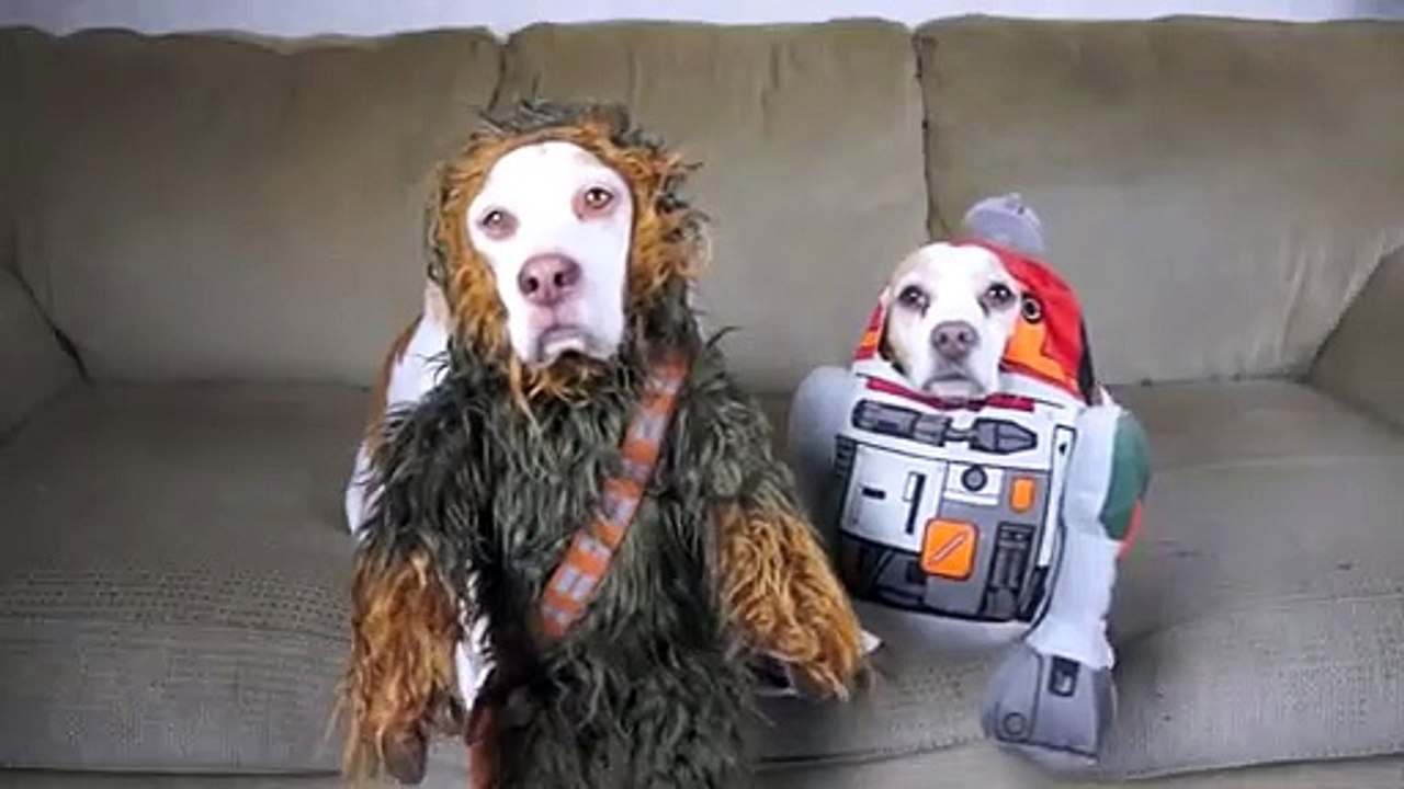 17 Dog Costumes for Halloween Funny Dogs Maymo & Penny - Vidéo Dailymotion