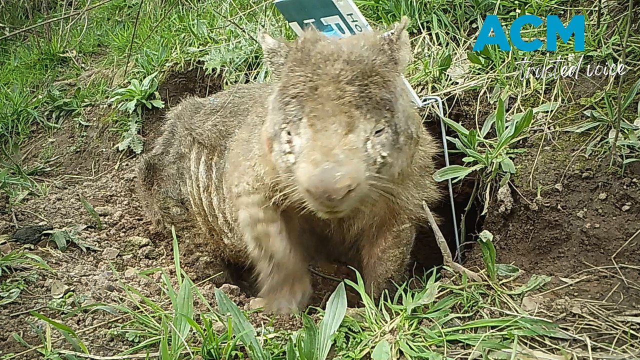 Treating mange in Illawarra's wombats - video Dailymotion