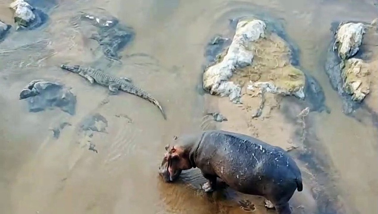 Hippo and Crocodile Walk Side by Side - video Dailymotion