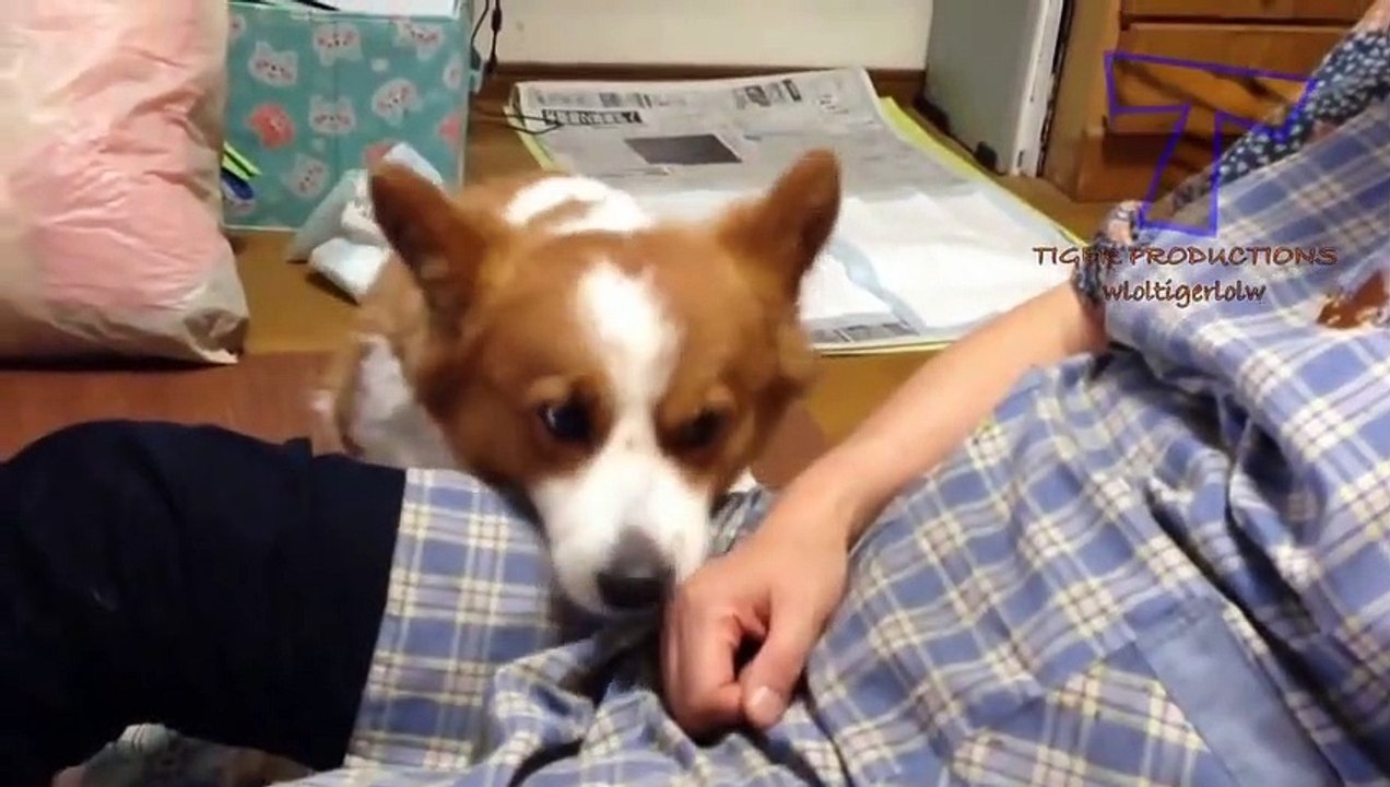 Funny comparison between dogs and cats Funny animal compilation (2 ...