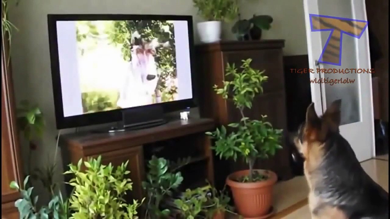 Funny reactions of animals, watching TV Funny and cute animal ...