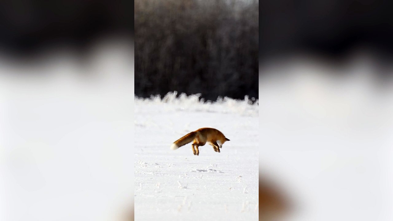Young fox dives headfirst into snow to hunt field mice buried deep ...