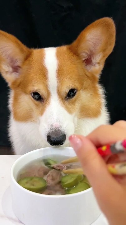 Corgi dogs drink eggplant and venison soup, Corgi, you are the cutest ...
