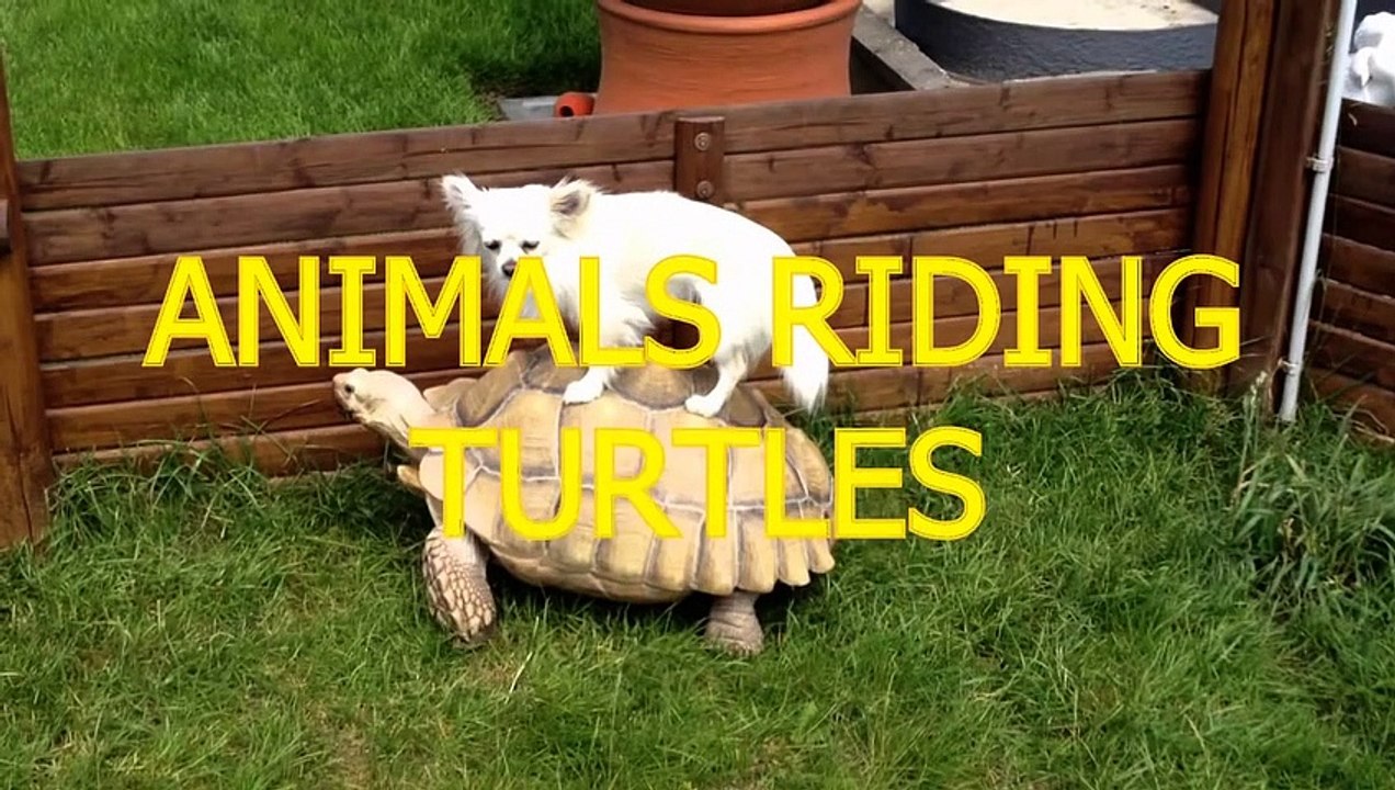 Funny animals riding turtles - Animal compilation - Vidéo Dailymotion