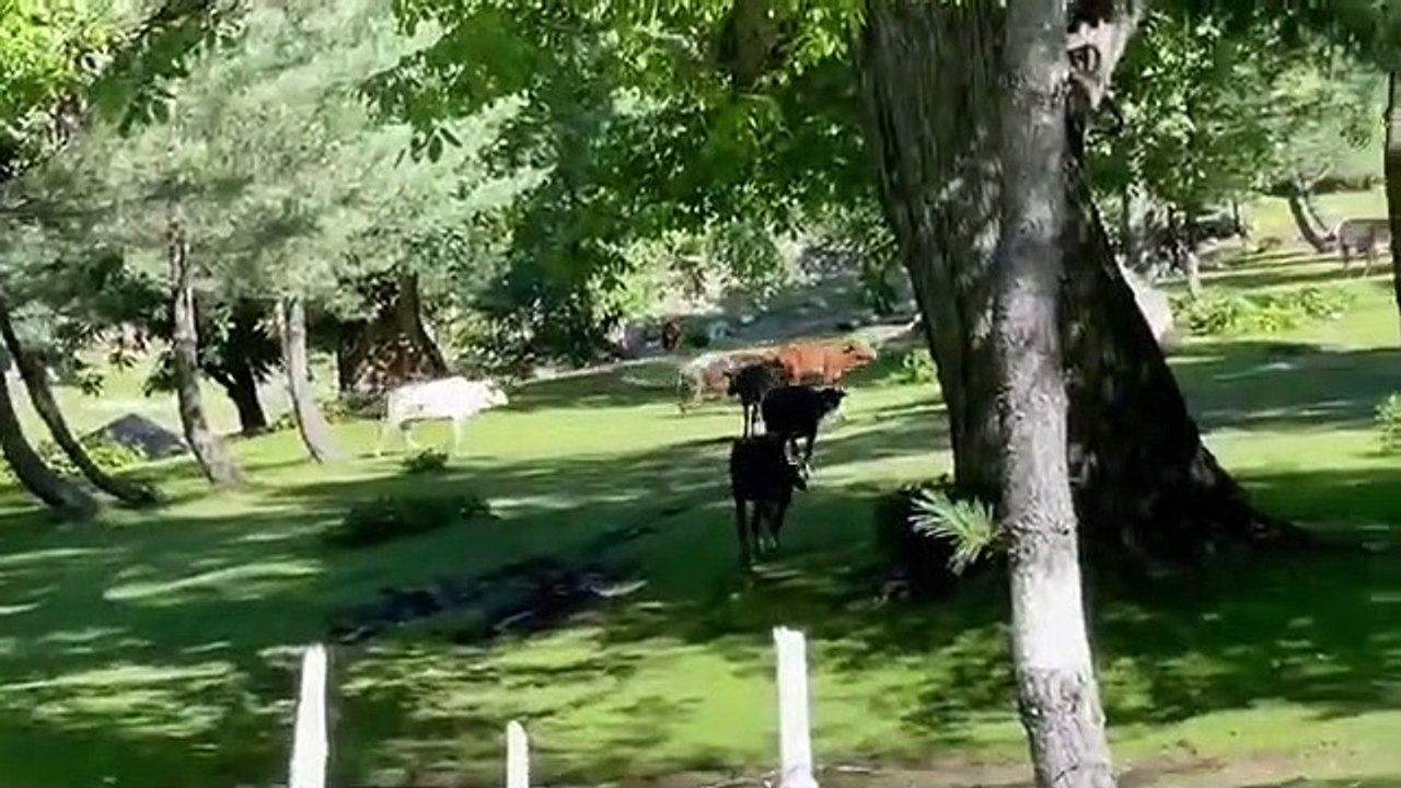 Manoor Valley of Kaghan - video Dailymotion