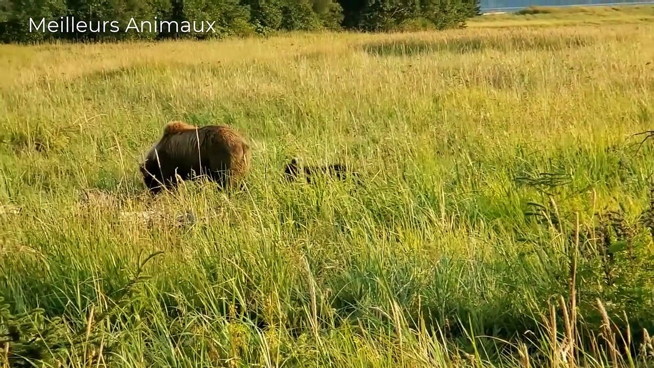Lion hyena and phyton like to hunt and eat intestine of heynas - Video ...