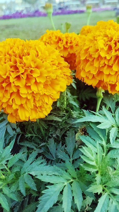 Flowers - video Dailymotion