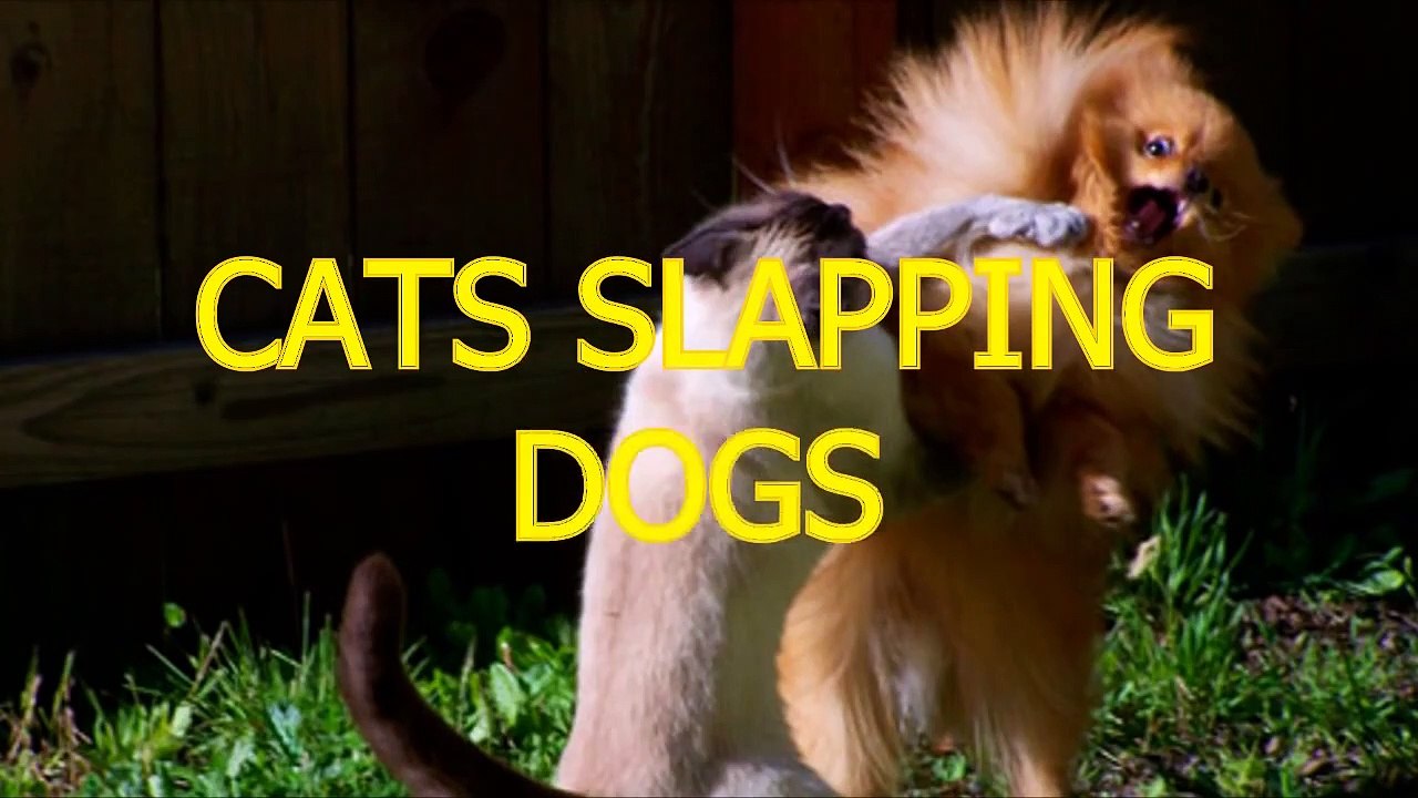 Cats slapping and punching dogs - Funny cat & dog compilation - Vidéo ...