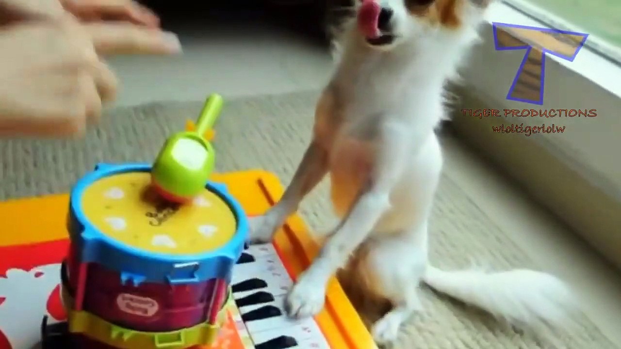 Funny animals playing instruments Cute and funny animal compilation (2 ...