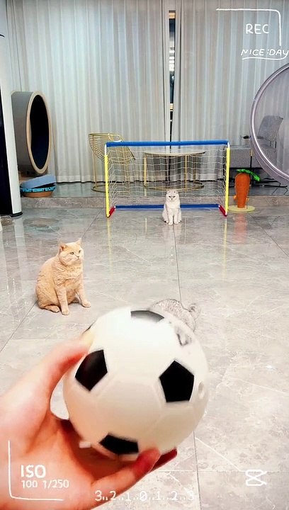 Cute cat play football video - video Dailymotion
