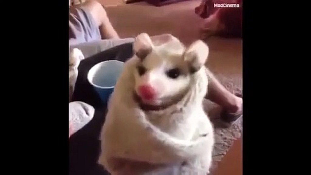 Best Pet Vines of 2014 Amazing Compilation of Dogs, Cats, and Animal ...