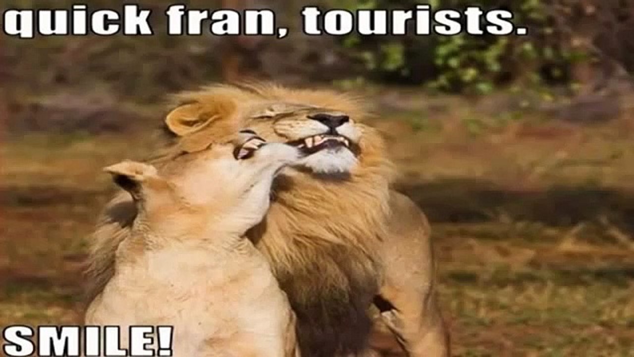 Very Funny Cats 56 - Vidéo Dailymotion