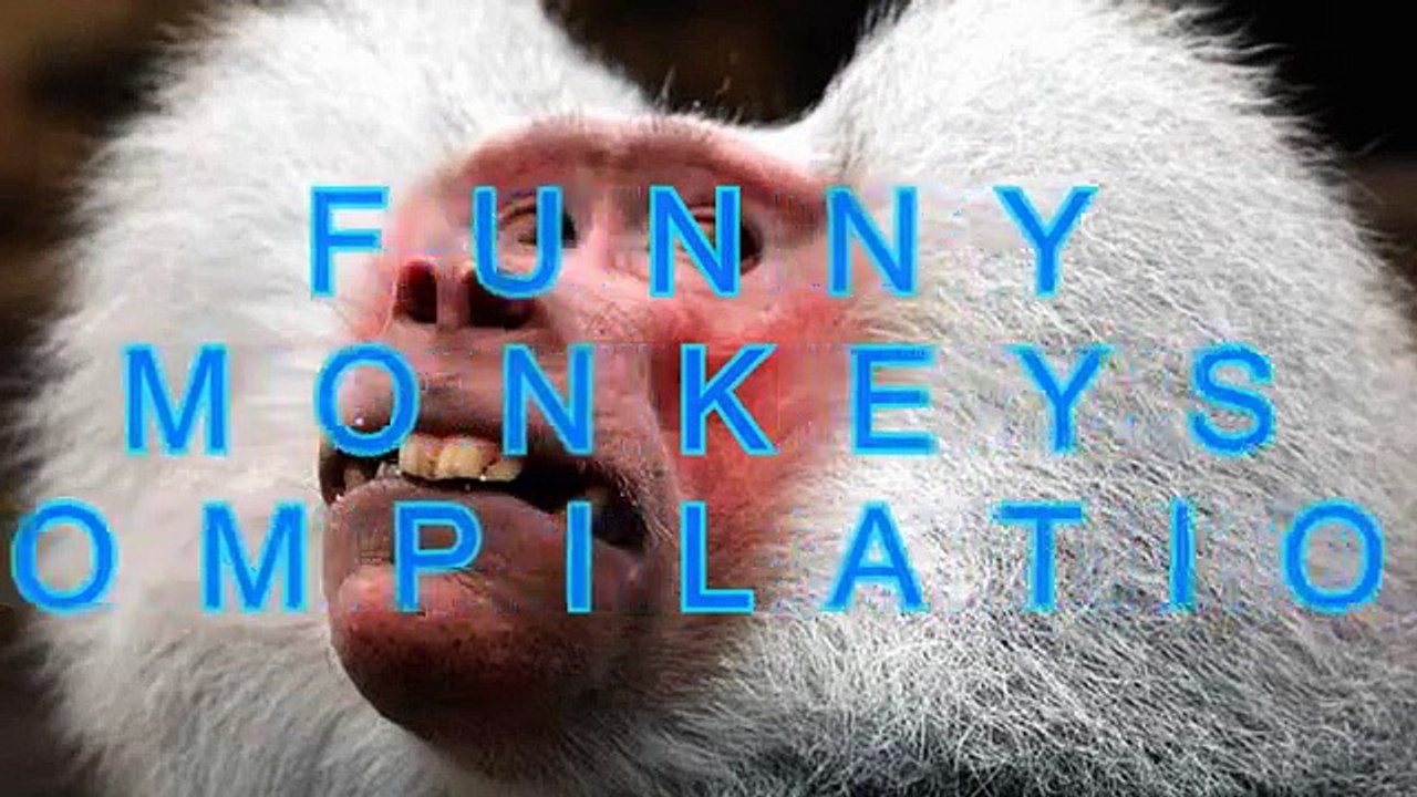 Funny monkeys compilation Funny animal compilation - Vidéo Dailymotion