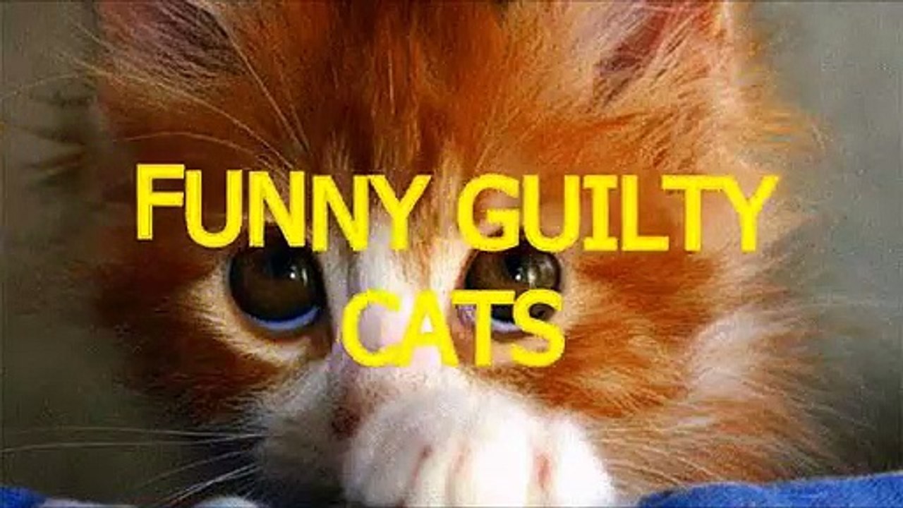 Cute cats feel guilty - Funny guilty cat compilation - Vidéo Dailymotion