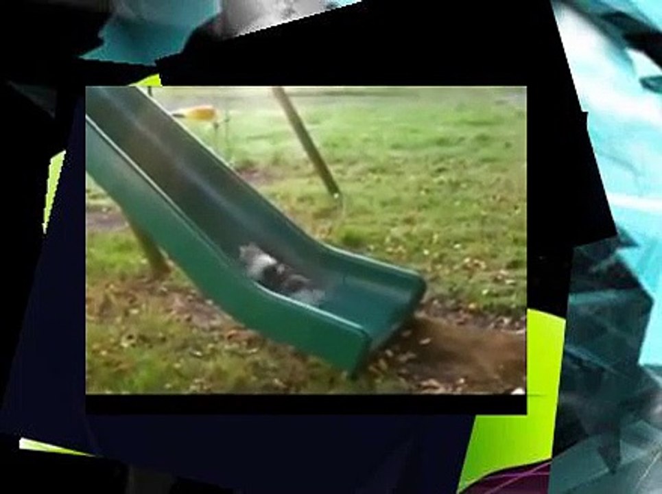 FUNNY GIF COMPILATION NEW FUNNY ANIMAL VINES AND GIFS - Vidéo Dailymotion