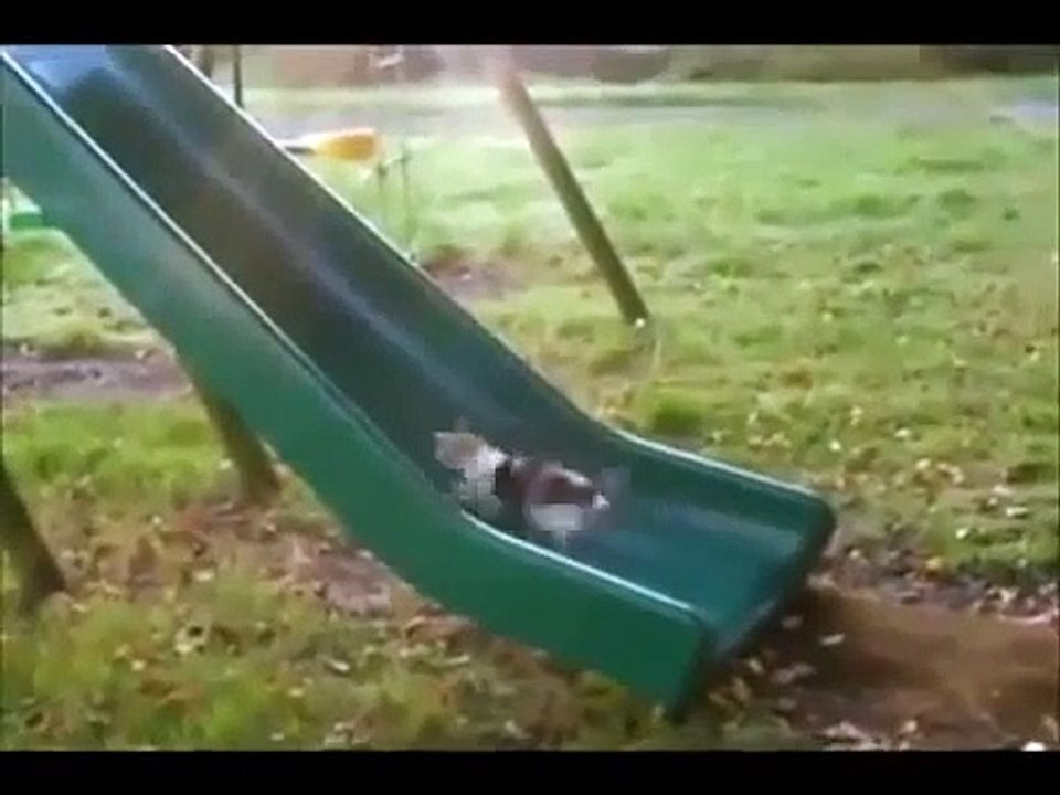 FUNNY GIF COMPILATION NEW FUNNY ANIMAL VINES AND GIFS (2) - Vidéo ...