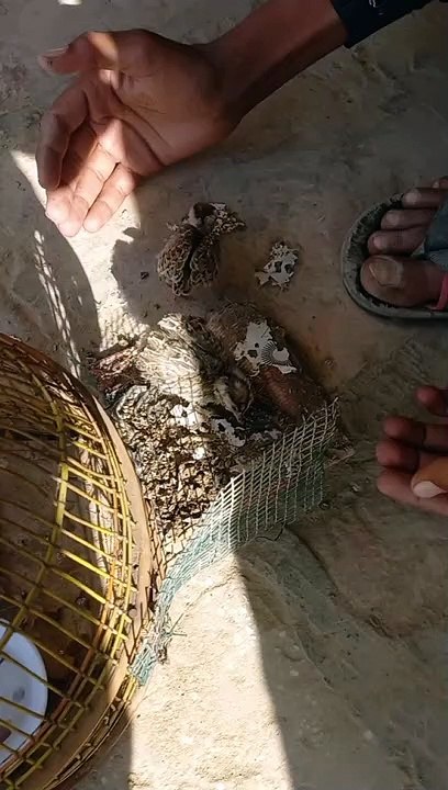 Tittar Baby bird's - video Dailymotion