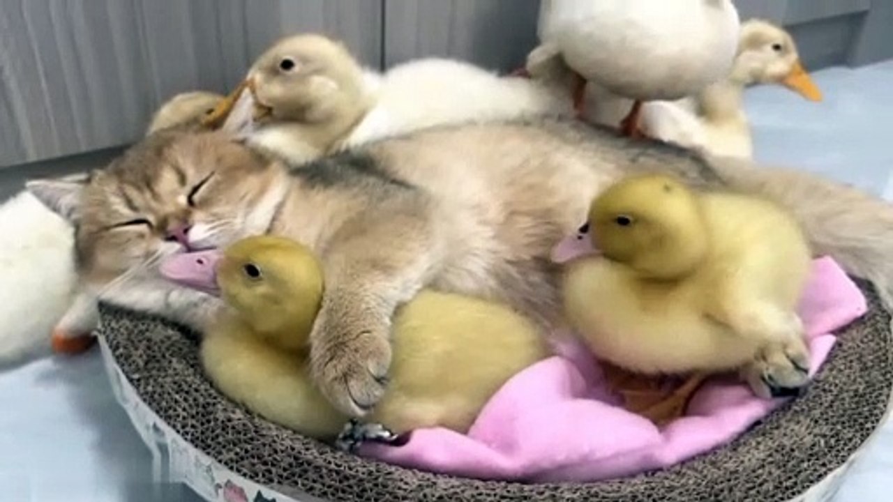 The duck jumps into the basket and sleeps with the kitten so sweet ...