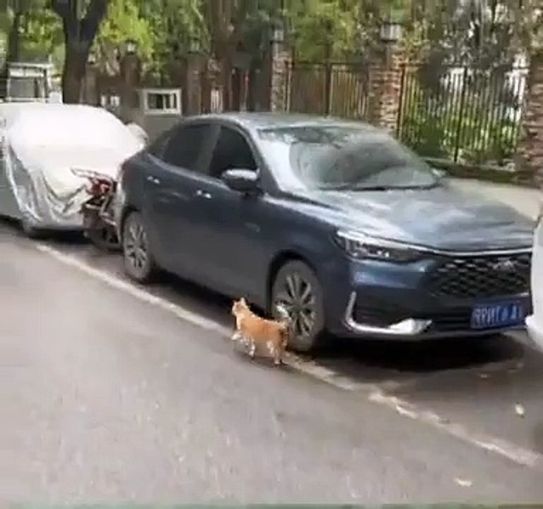 Happy Cat | Funny Cat | Happy Cat Video - video Dailymotion