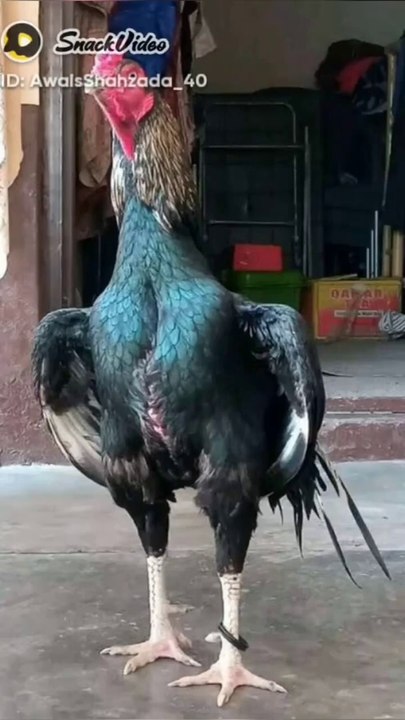 Beautiful Aseel Murga - video Dailymotion