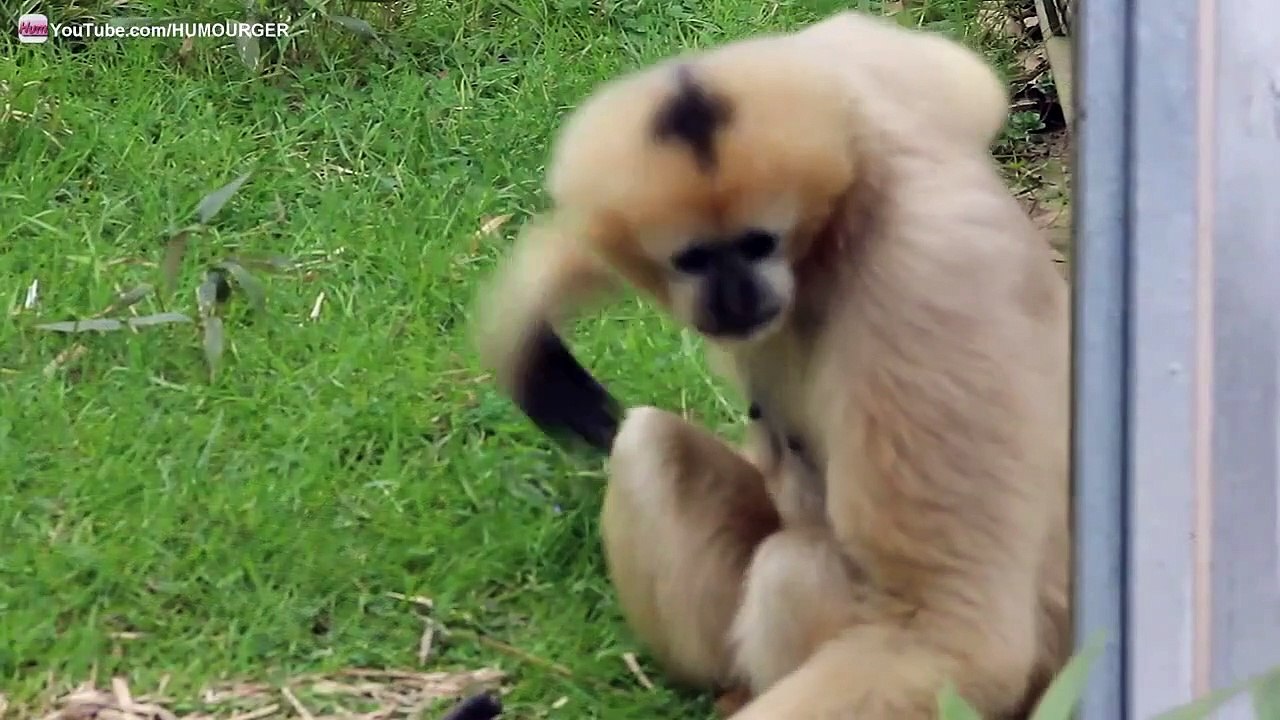 Les Gibbons sont des Grimpeurs Hors Pair ! Incroyables Singes ...