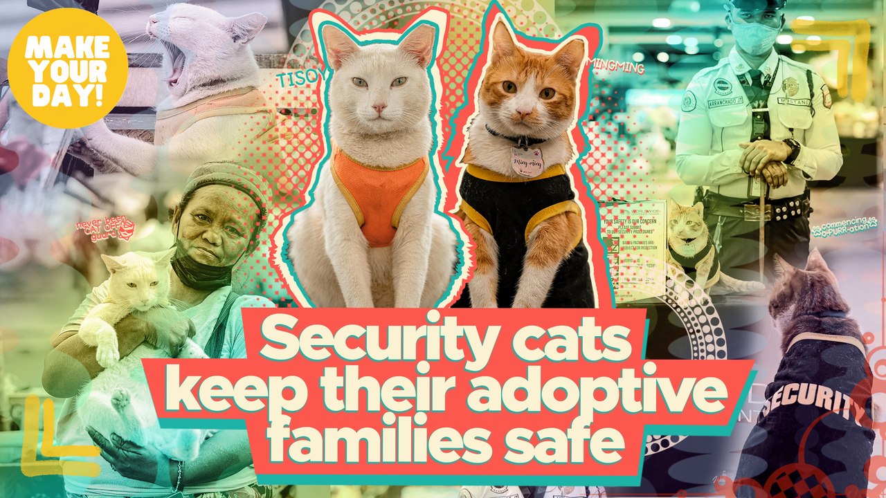 Security cats keep their adoptive families safe | Make Your Day - video ...