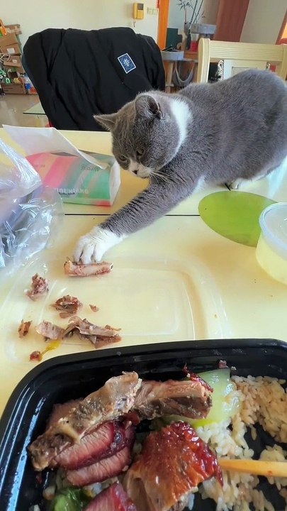 Cat Want To Eat Bones | Cat Funny Moments | Cute Pets |Funny Animals # ...