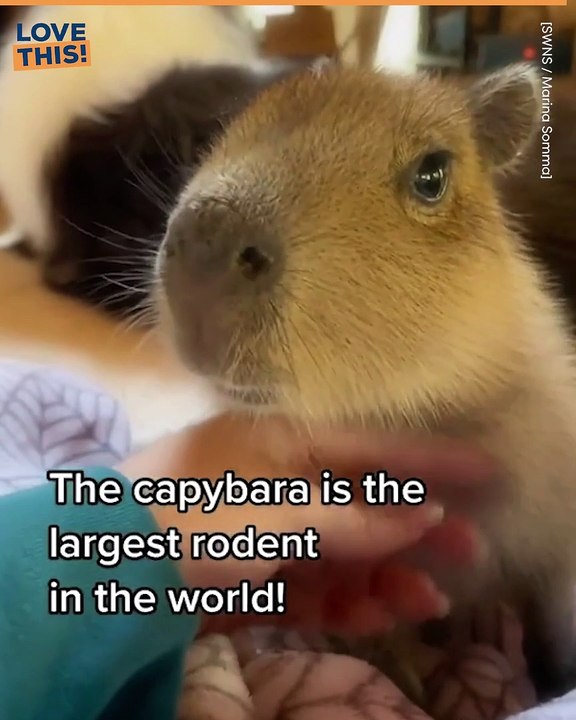 Meet Pumpkin The Capybara ! - video Dailymotion