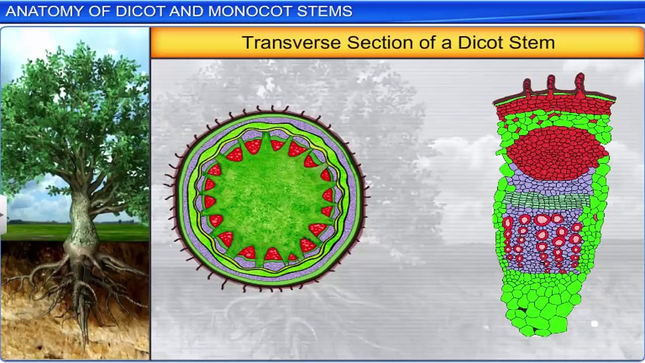 6. Anatomy of dicot and monocot stems - video Dailymotion