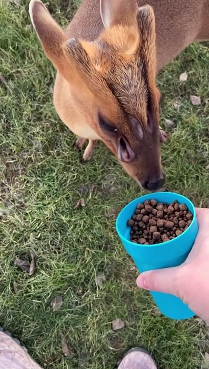 Biscuit The Alien Deer - video Dailymotion