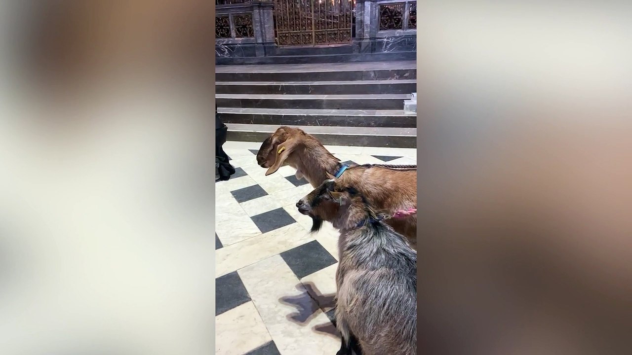 Pablo the viral singing goat returns to perform with choir during ...
