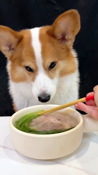 Corgis drink spinach and turkey soup. Short-legged corgis. Pets eat and ...