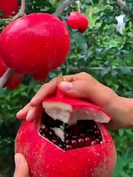 Farm Fresh Ninja Fruit Tik Tok China (Oddly Satisfying Fruit Ninja)You ...