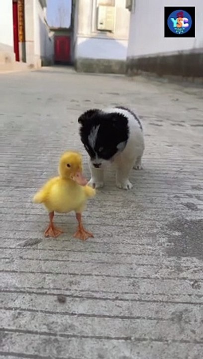 Cute animal play 55 - video Dailymotion