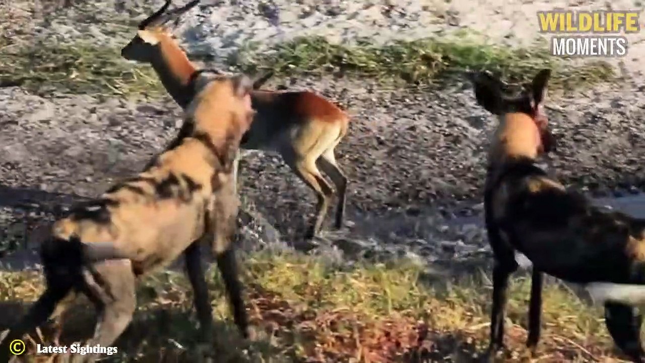 Brutal!! Hyena Attack & Rip Animal's Guts Caught On Camera - video ...