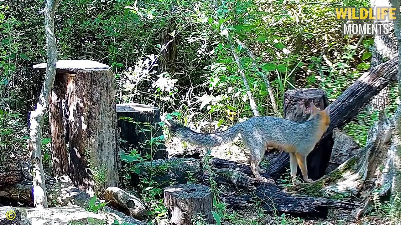 Fox Dives Head First in to Snow Fox Hunting Their Prey Caught On Camera ...