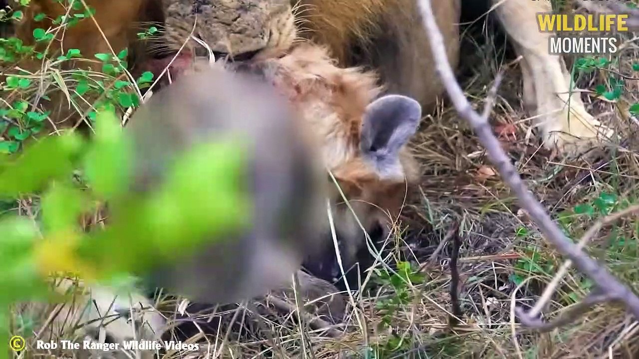 Deserved! 45 Epic Moments Hyena Fall Prey To Lion, Wild Dog, Leopard ...