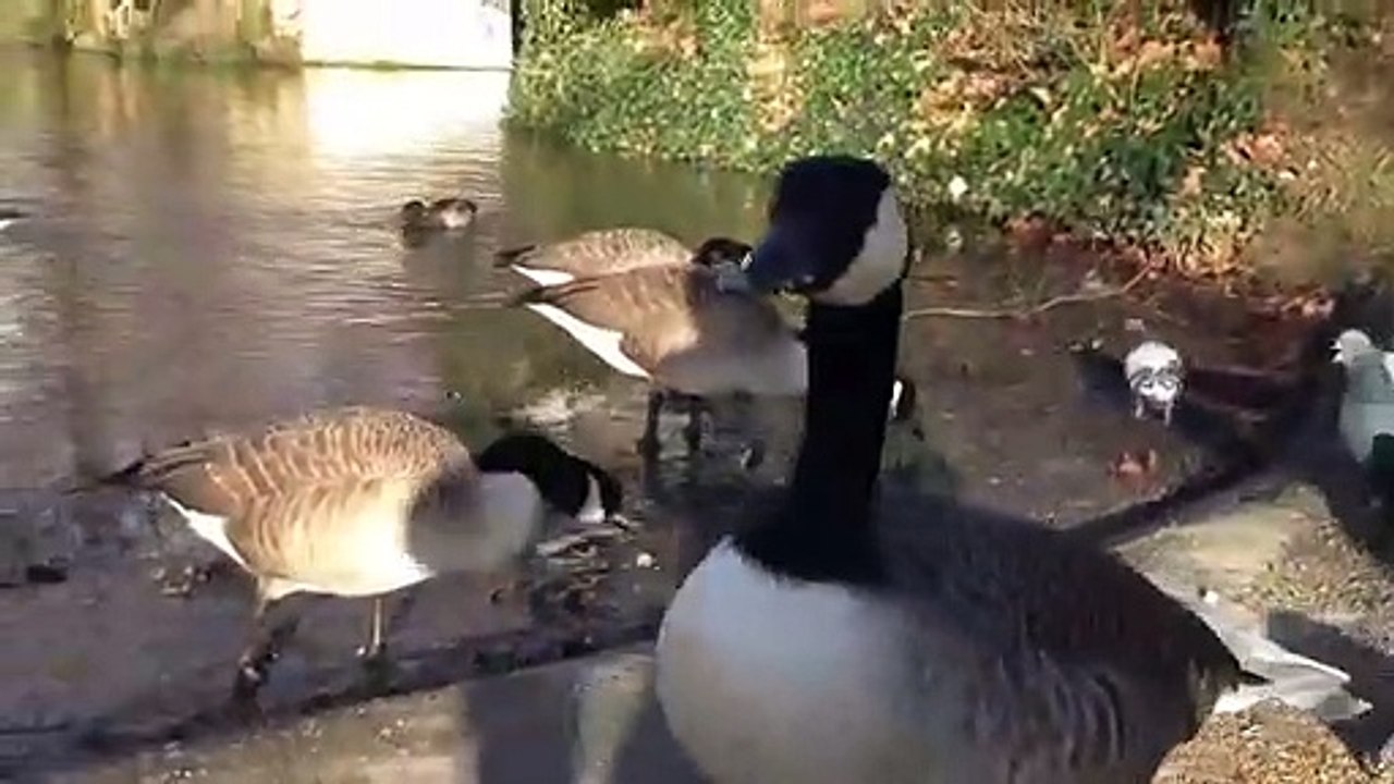 Oies Bernaches du Canada - Vidéo Dailymotion