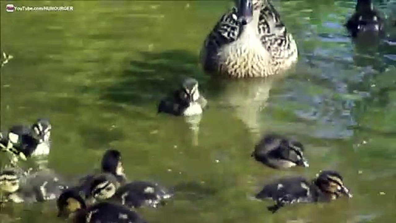 Maman canard et ses 9 canetons - Vidéo Dailymotion